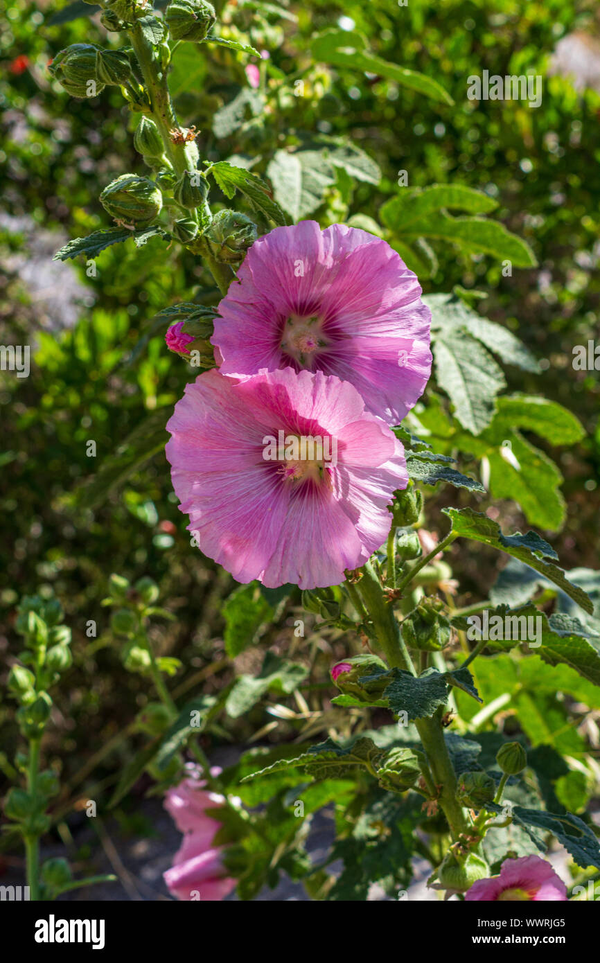 Alcea rosea pink hollyhock flowers hi-res stock photography and images ...