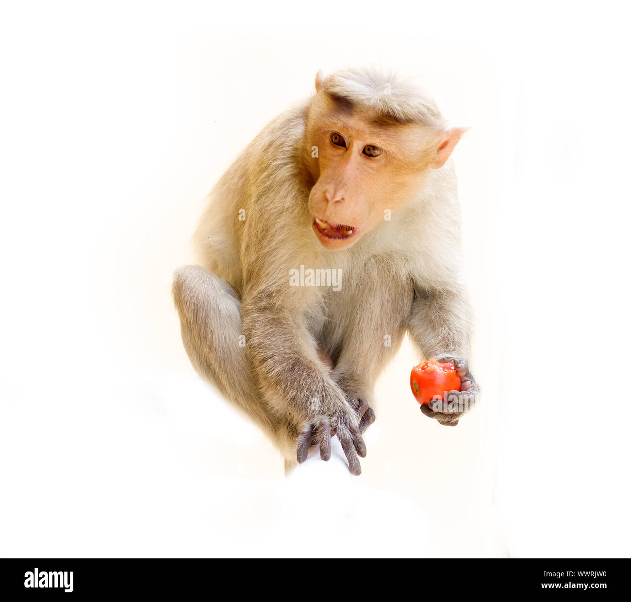 Indian macaques, bonnet macaques, or (lat. Macaca radiata Stock Photo ...