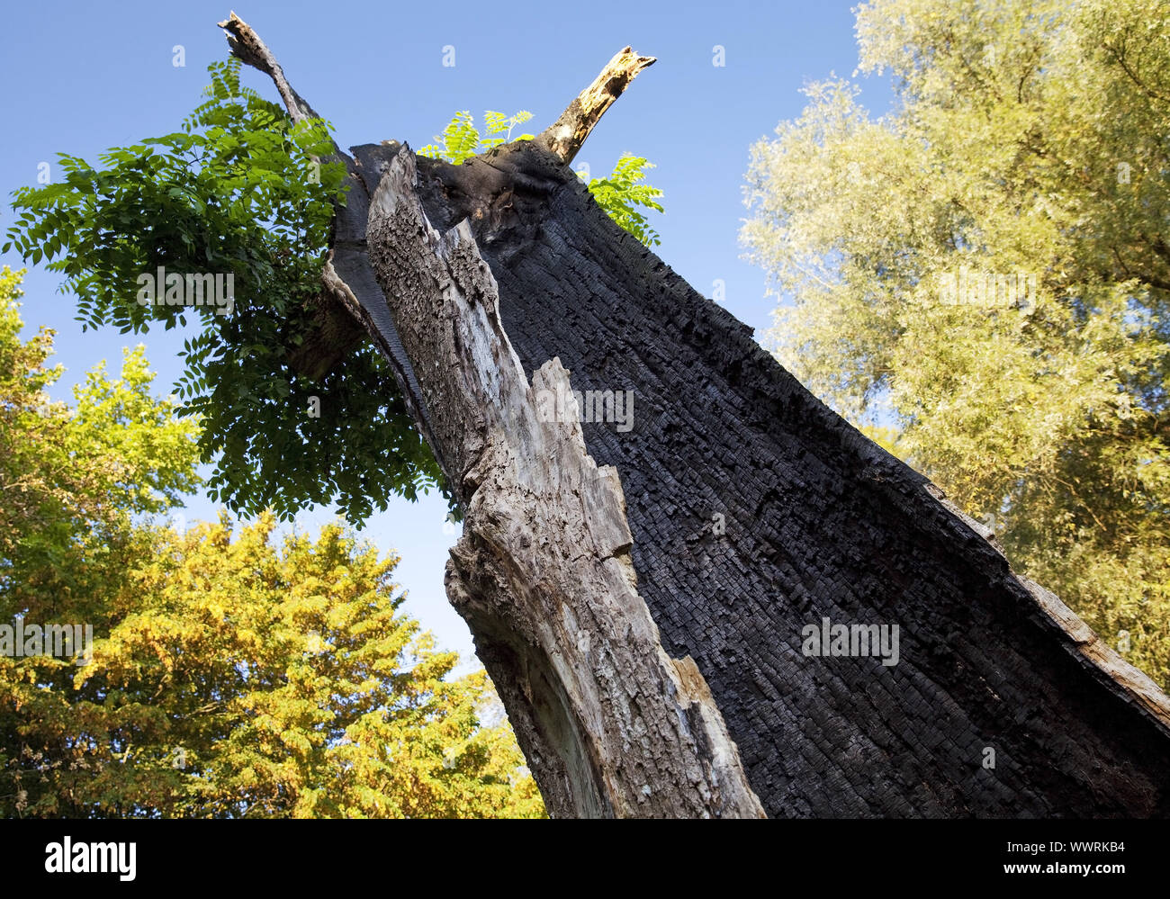 common ash, European ash (Fraxinus exelsior), old, nearly dead tree in ...