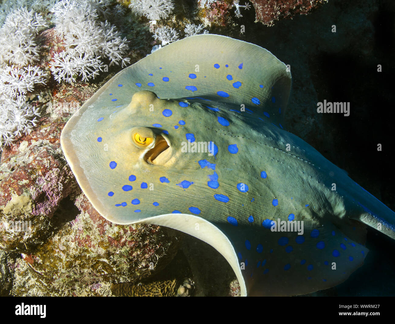 Ribbontail hi-res stock photography and images - Alamy