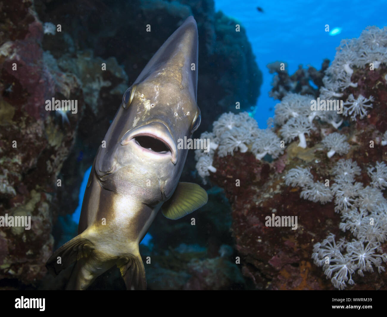 Round batfish hi-res stock photography and images - Alamy