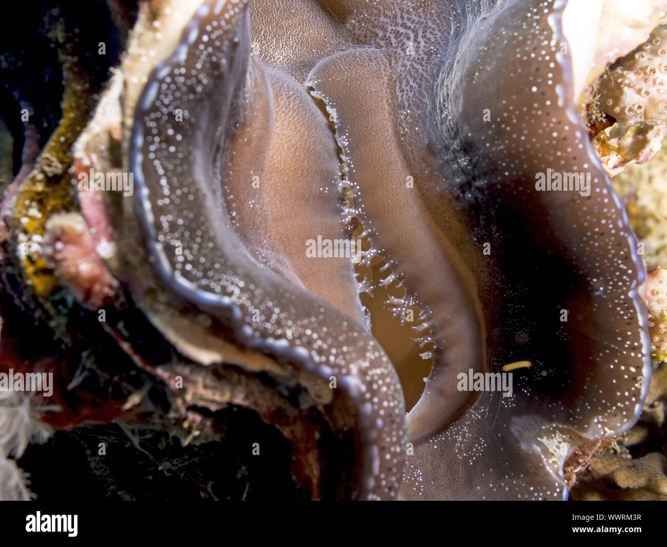 Clam water hi-res stock photography and images - Alamy