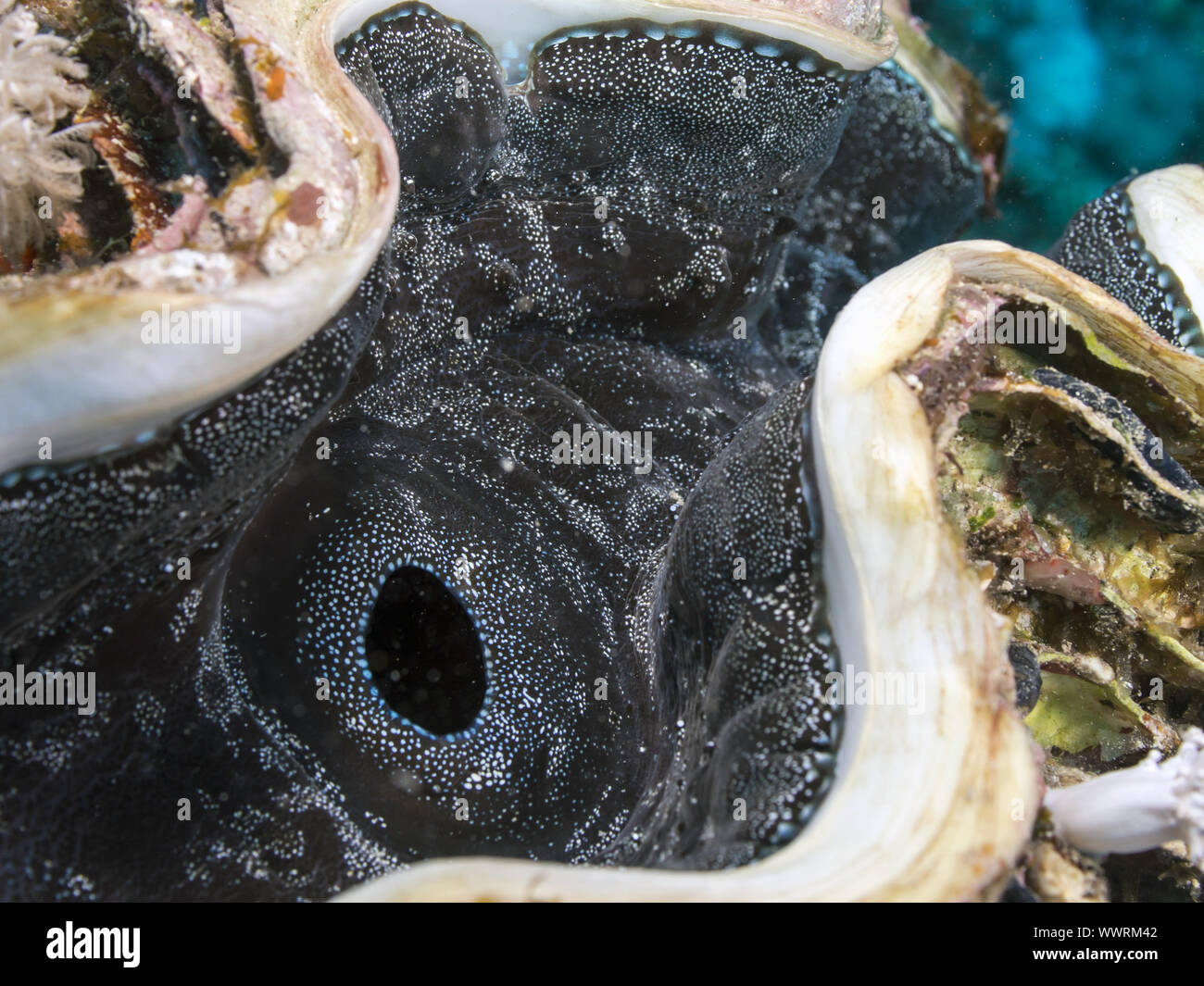 Giant clam reef hi-res stock photography and images - Alamy