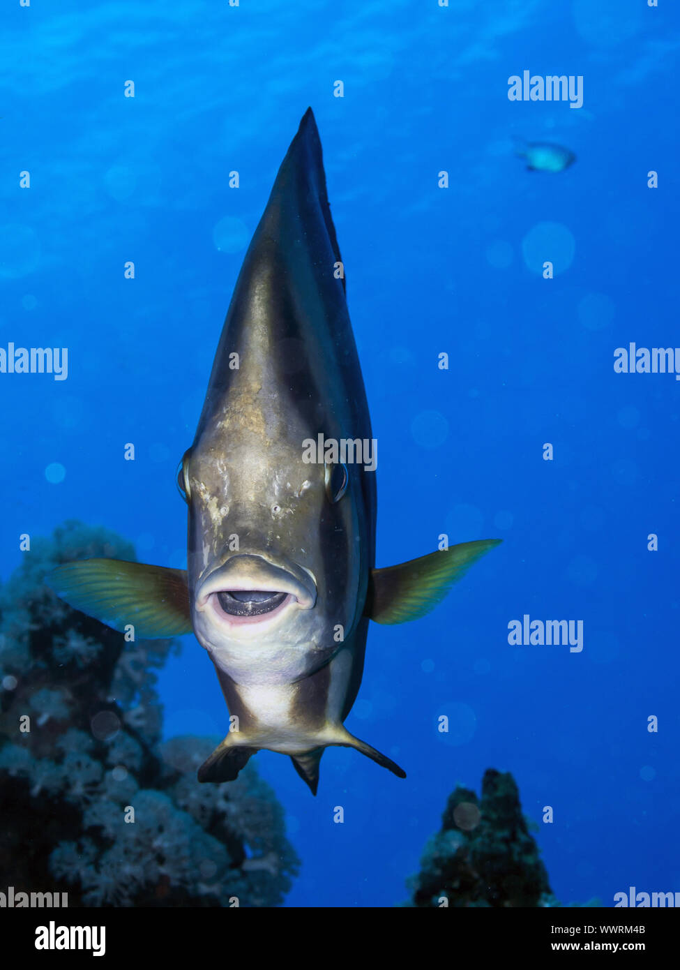 Round batfish hi-res stock photography and images - Alamy