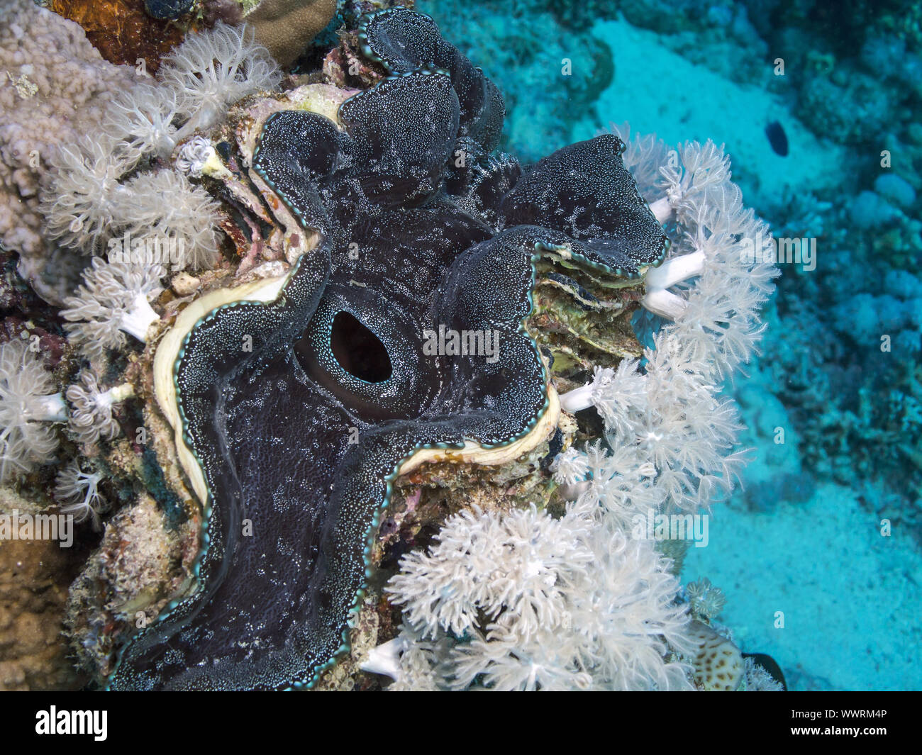 Giant clam reef hi-res stock photography and images - Alamy