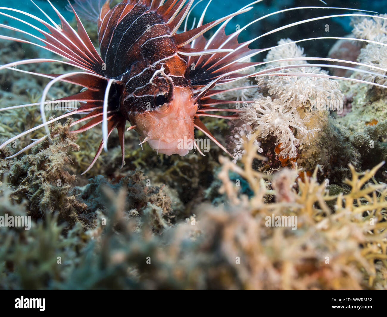 Marine life lionfish hi-res stock photography and images - Alamy