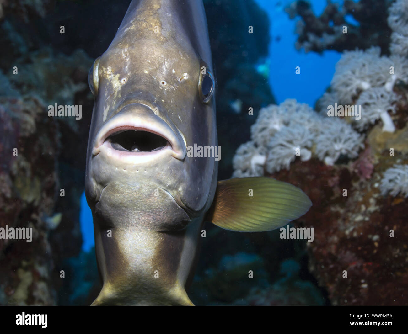 Round batfish hi-res stock photography and images - Alamy