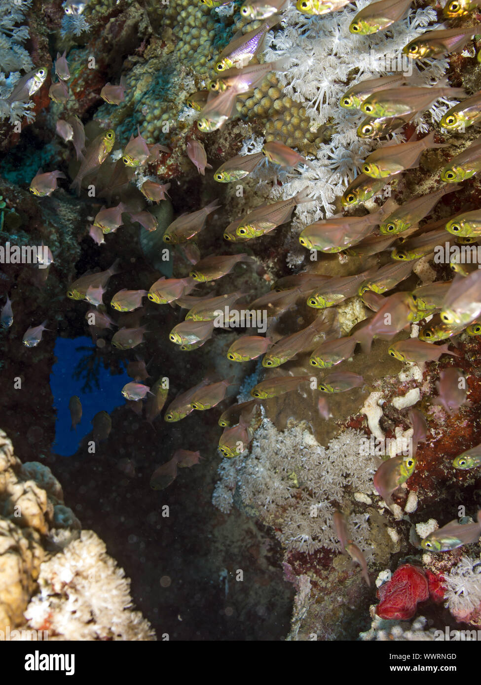 Red sea sweeper hi-res stock photography and images - Alamy