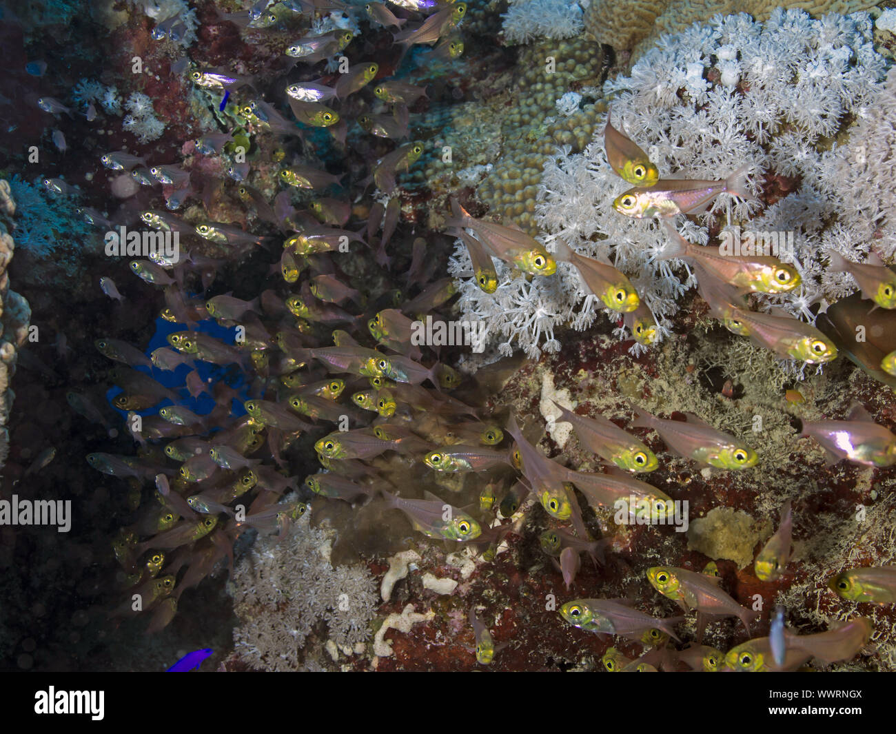 Pigmy fish hi-res stock photography and images - Alamy