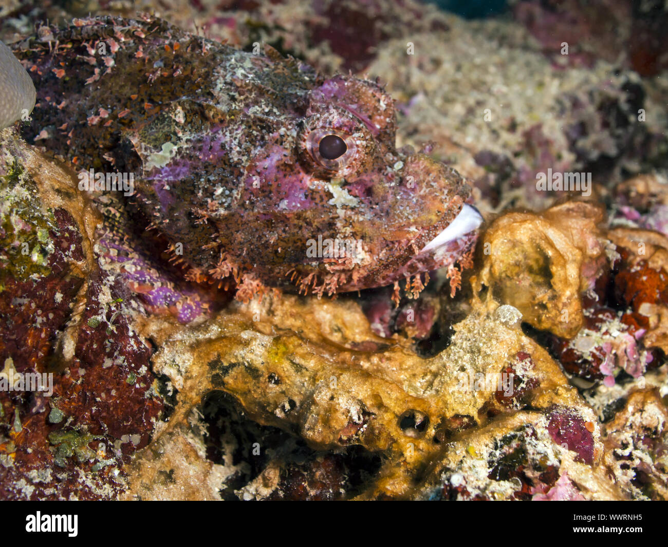 Marine scorpionfish hi-res stock photography and images - Alamy