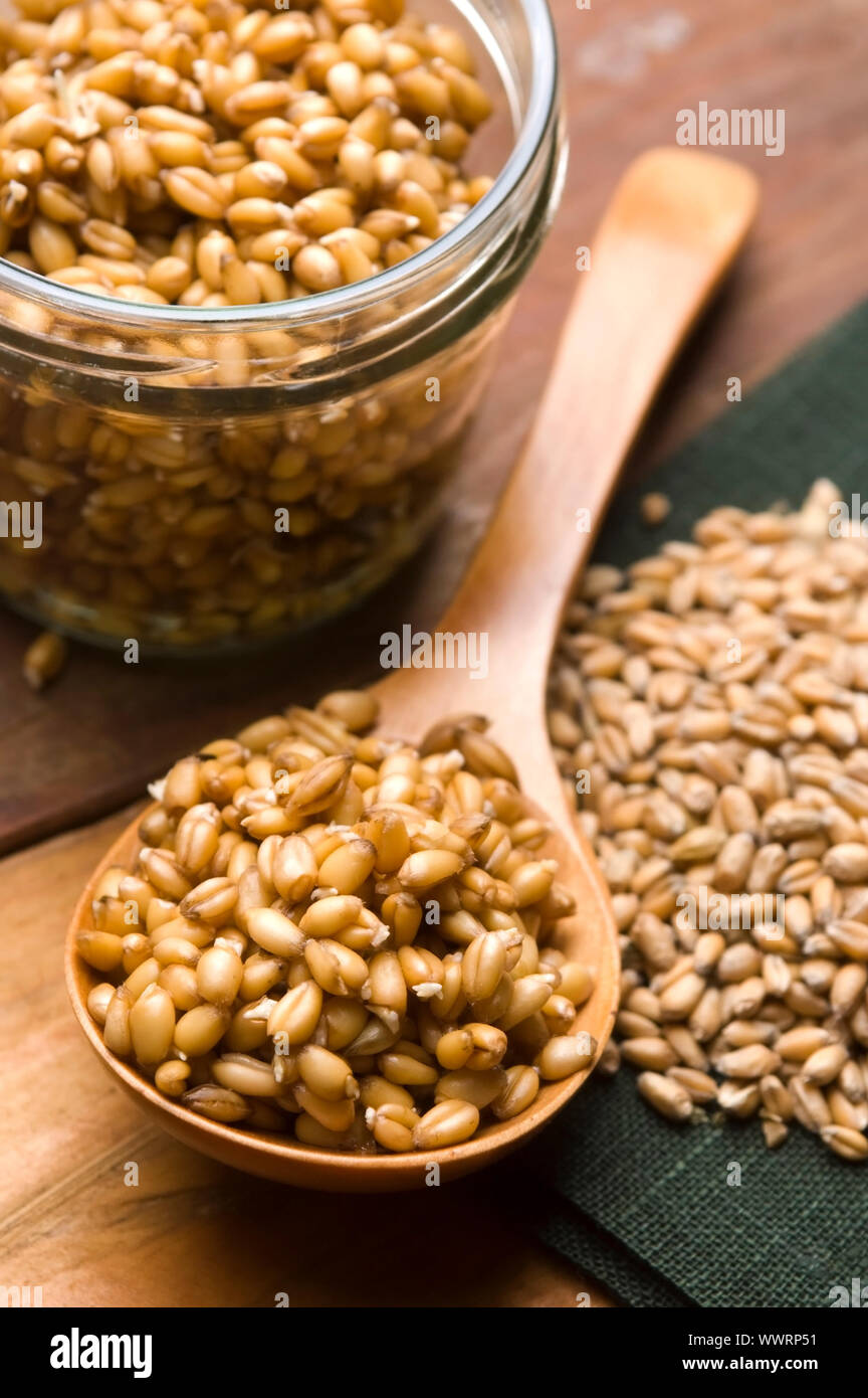 Wheat grain germinate grow hi-res stock photography and images - Alamy