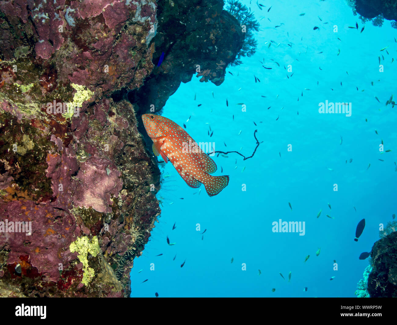 Coral hind grouper hi-res stock photography and images - Alamy