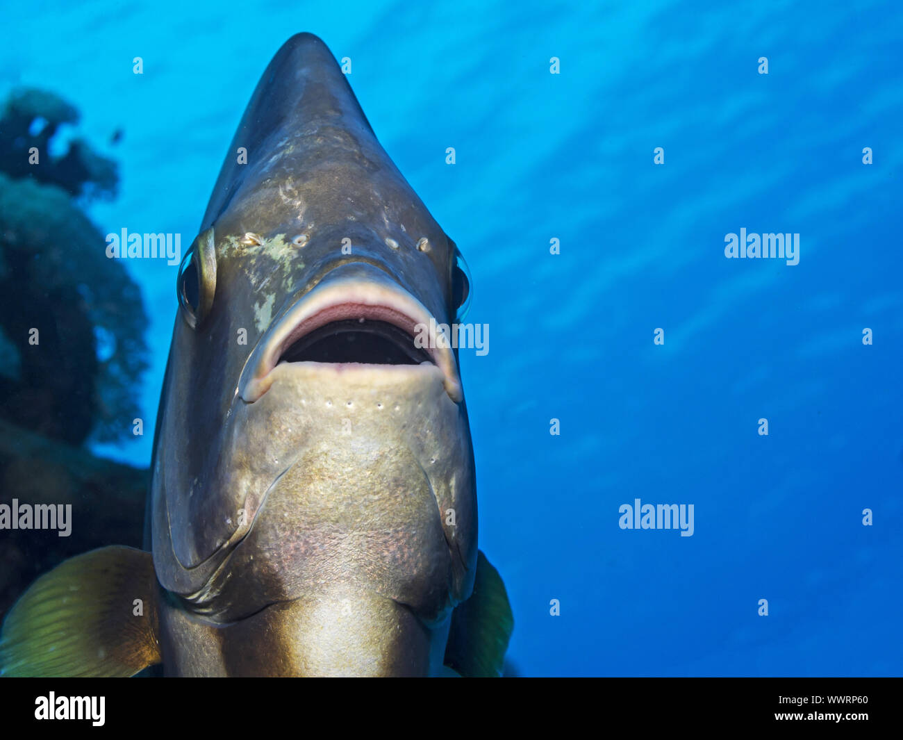 Orbicular batfish fish hi-res stock photography and images - Alamy