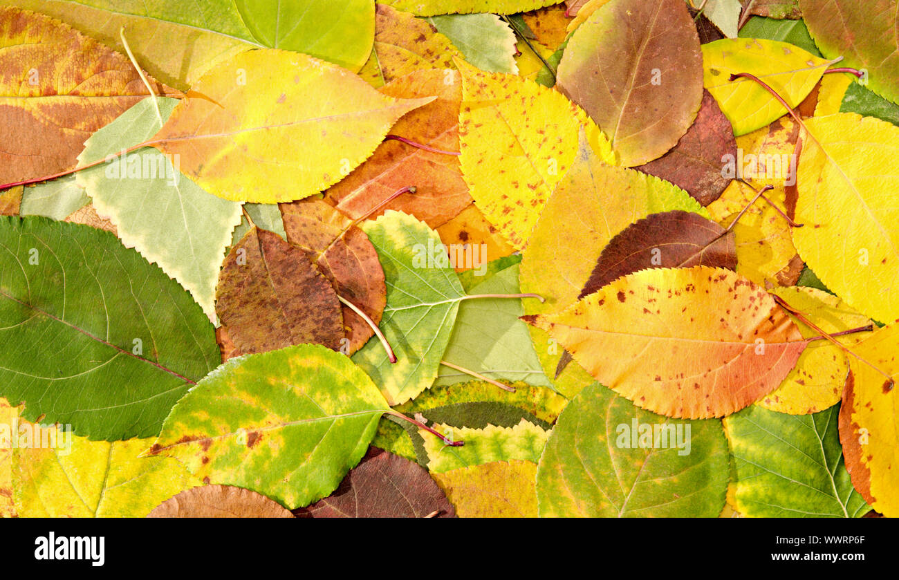 Selection of leaves hi-res stock photography and images - Alamy