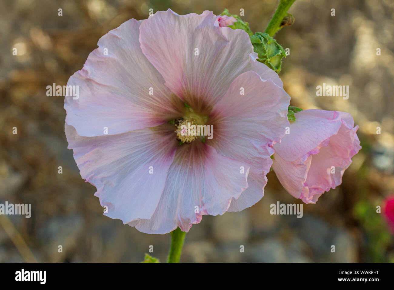 Alcea rosea, Hollyhock Flowers Stock Photo - Alamy