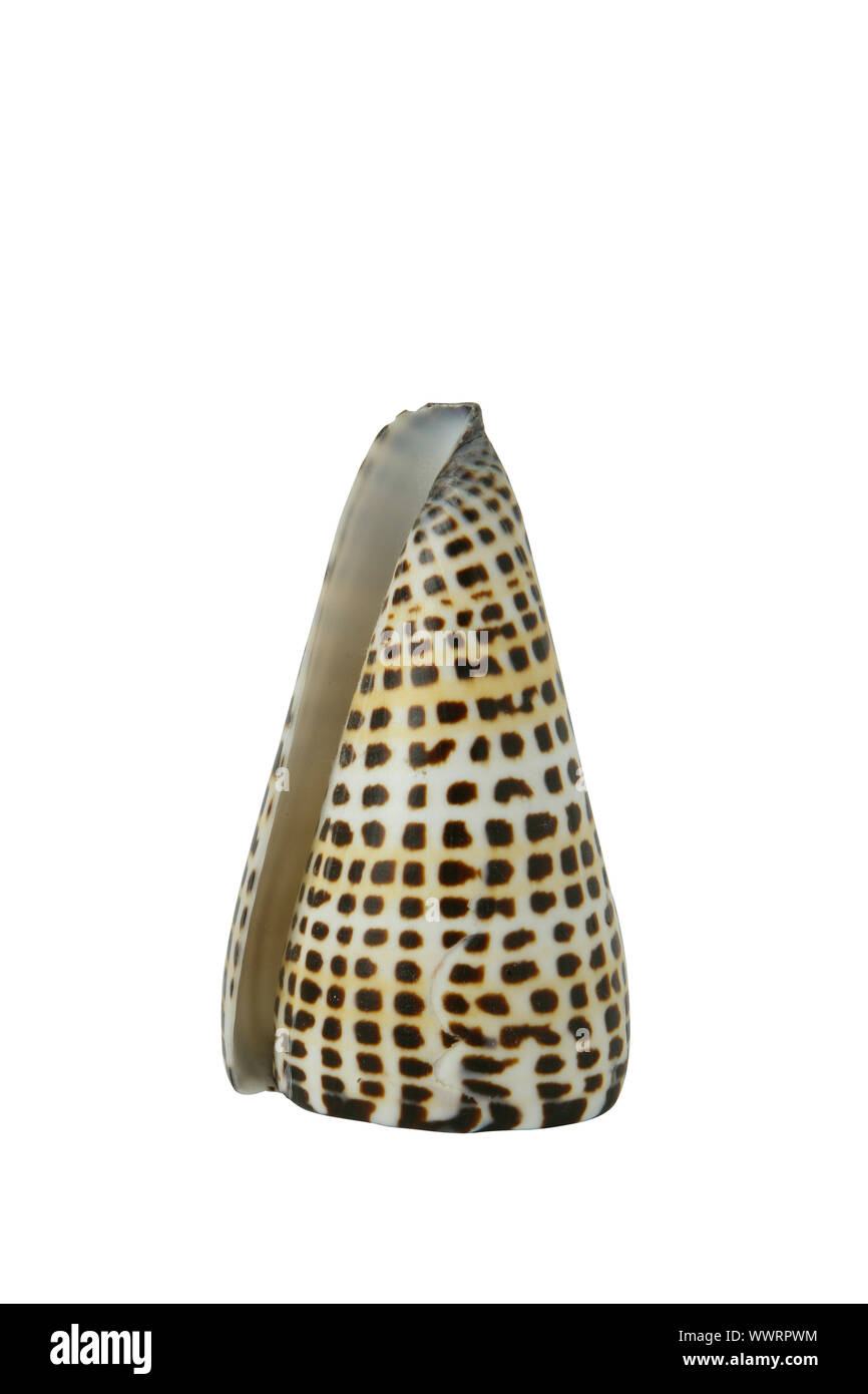 Tiger spots Cut Out Stock Images & Pictures - Alamy