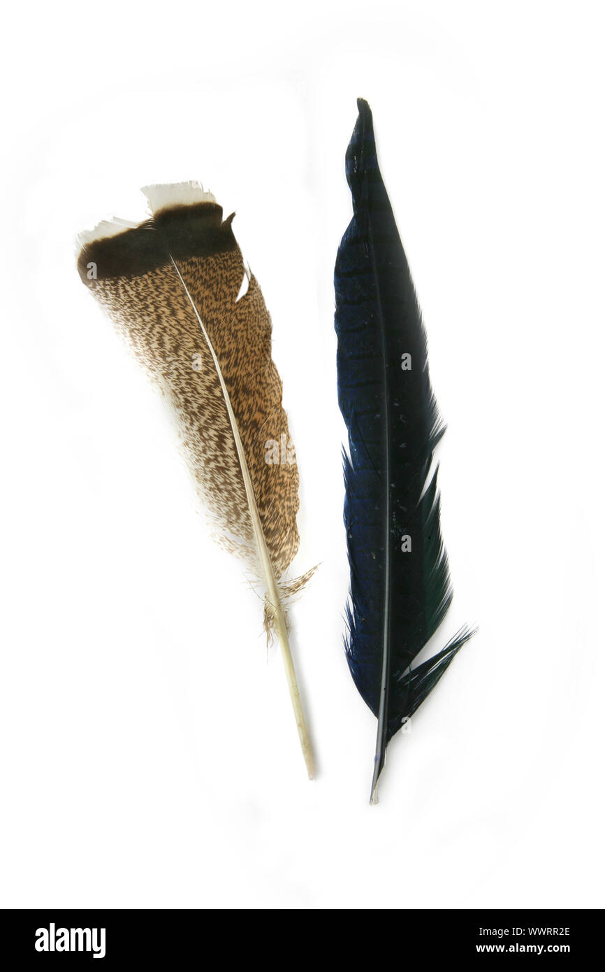 Two feathers from different birds Stock Photo - Alamy