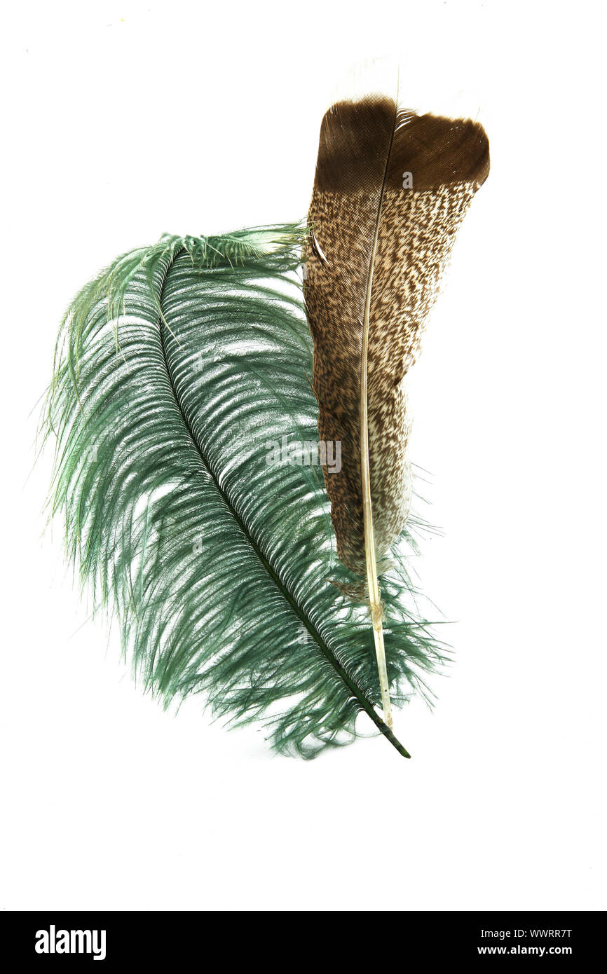 Spotty feathers hi-res stock photography and images - Alamy