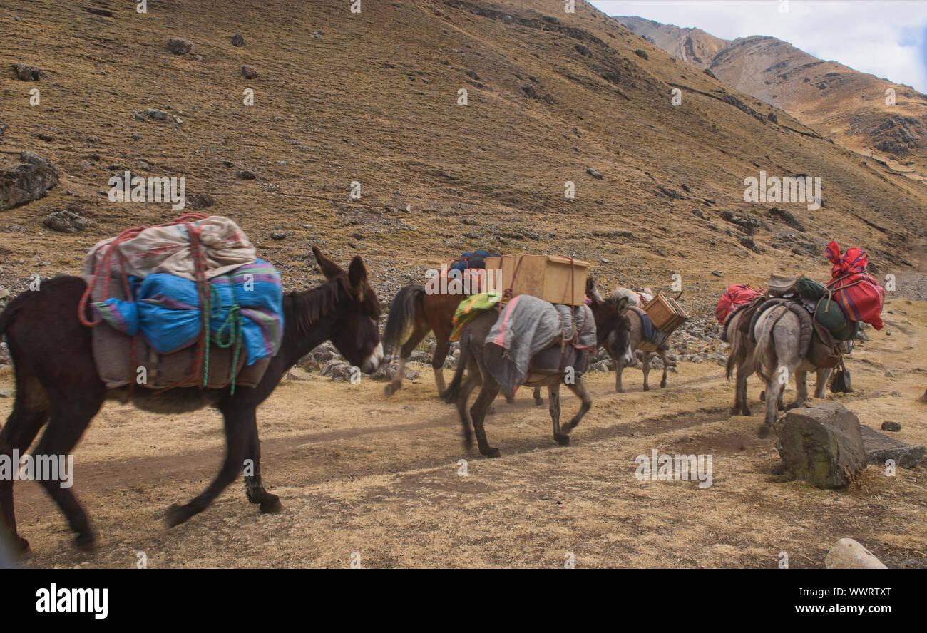 Pack mules on the trail on the Cordillera Huayhuash circuit, Ancash ...