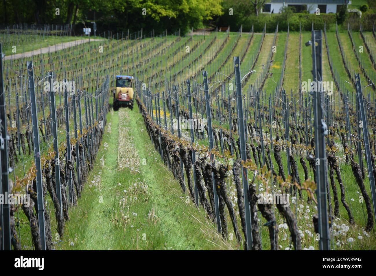 Working in a vineyard Stock Photo - Alamy
