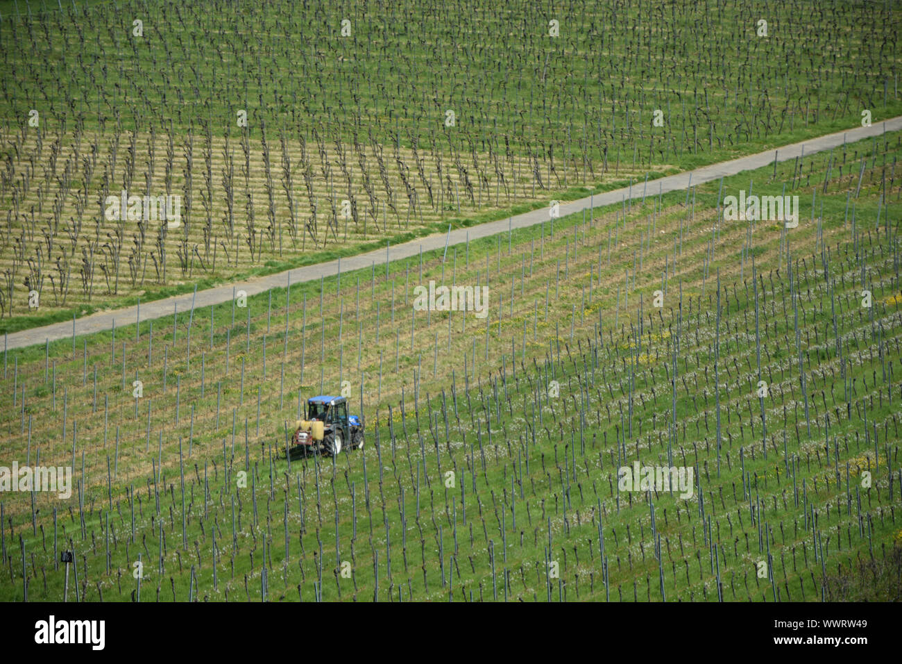 Working in a vineyard Stock Photo - Alamy