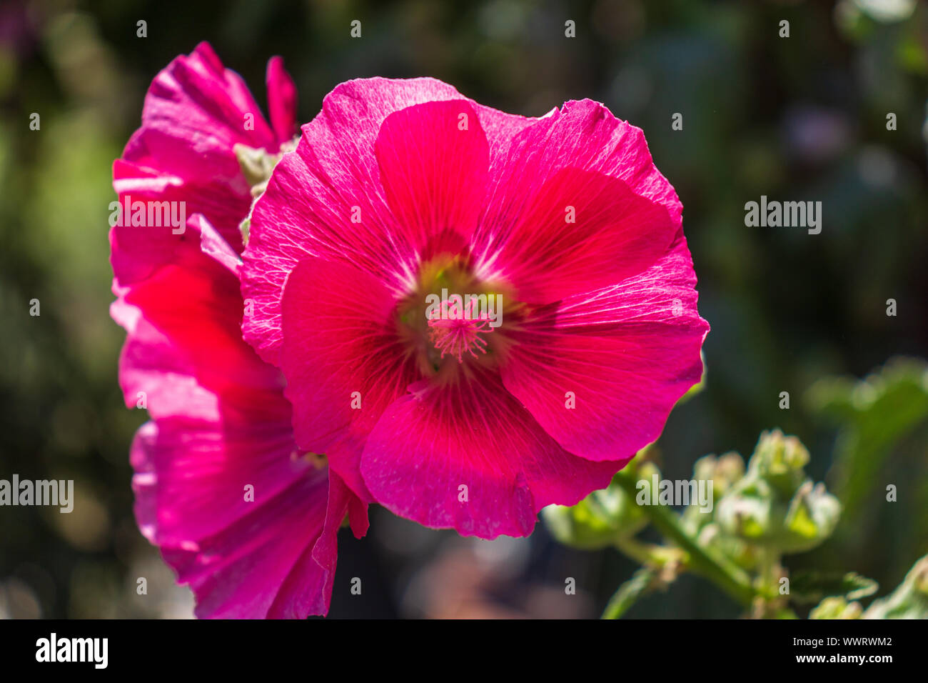 Alcea rosea, Hollyhock Flowers Stock Photo - Alamy
