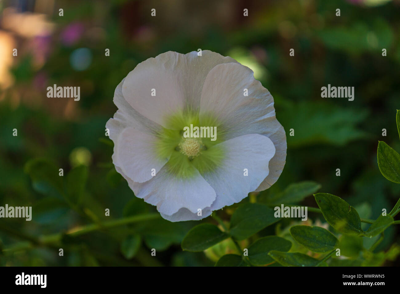 Alcea rosea, Hollyhock Flowers Stock Photo - Alamy