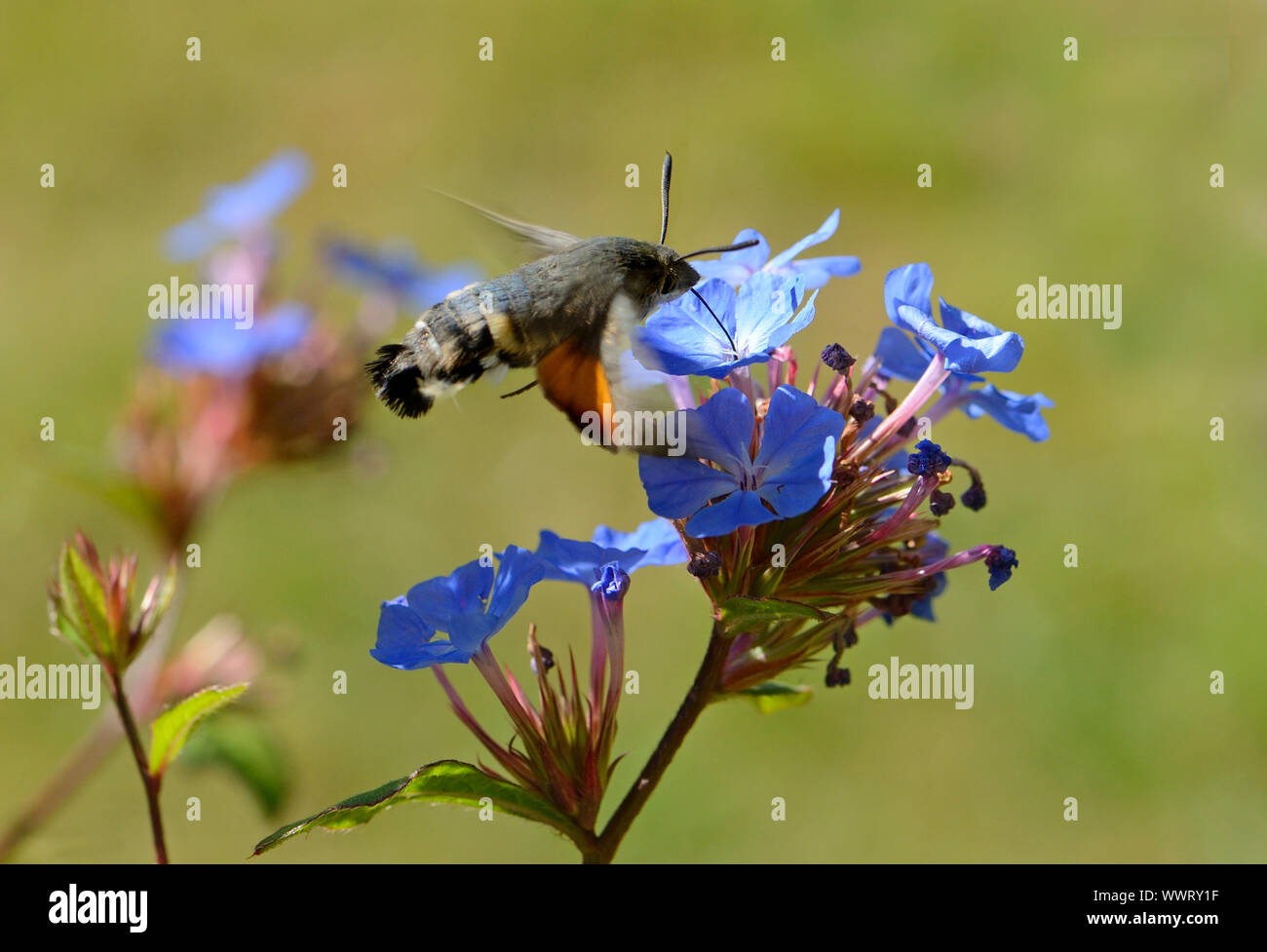 Hummingbird hawk-moth (Macroglossum stellatarum) hovering and feeding ...