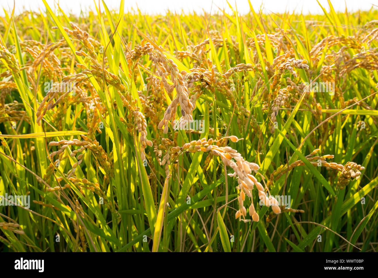 Golden rice field hi-res stock photography and images - Alamy