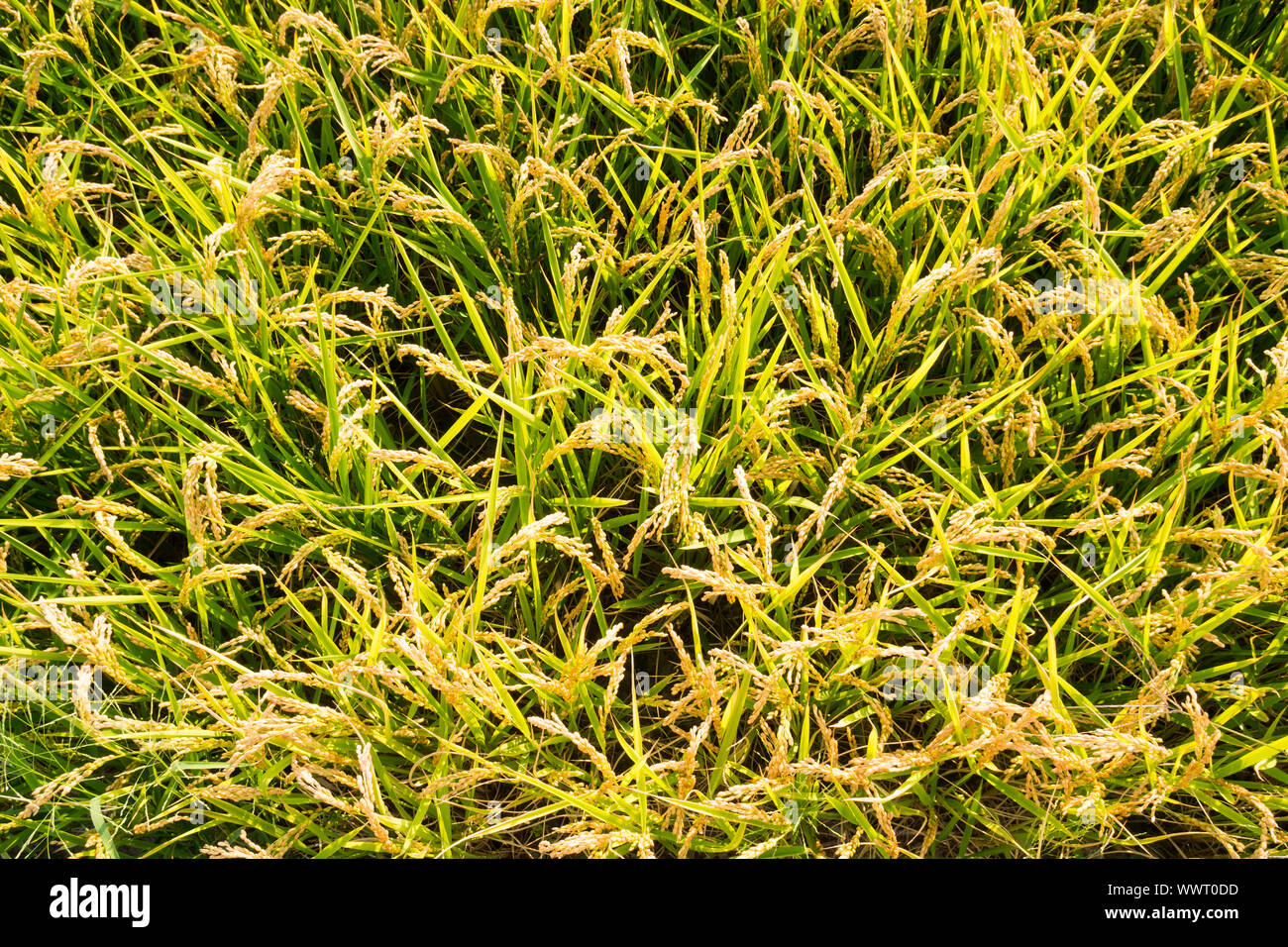 Rice field background Stock Photo - Alamy
