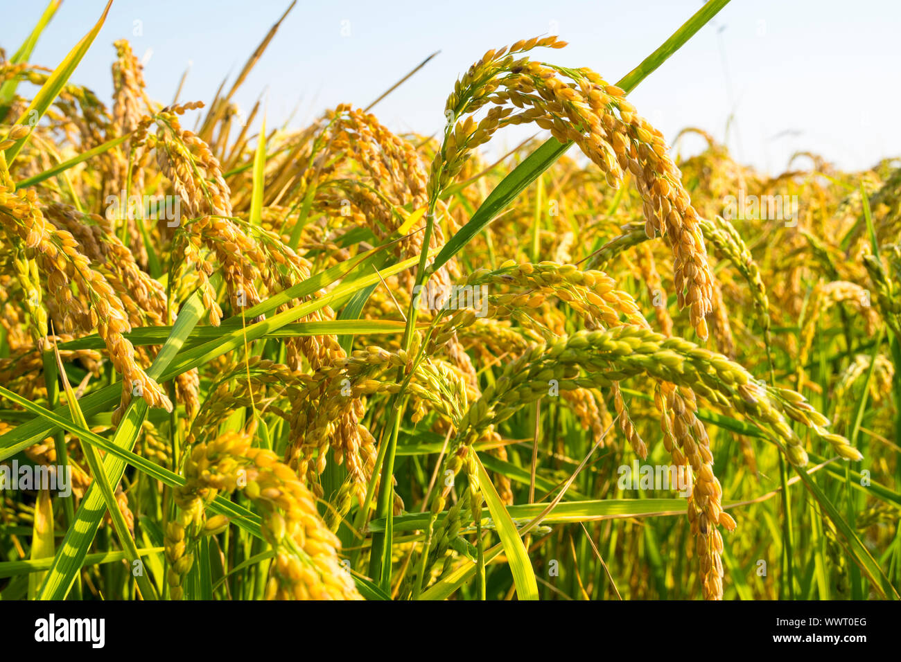 Golden rice hi-res stock photography and images - Alamy