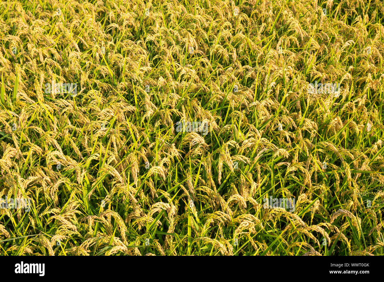 Rice field background hi-res stock photography and images - Alamy