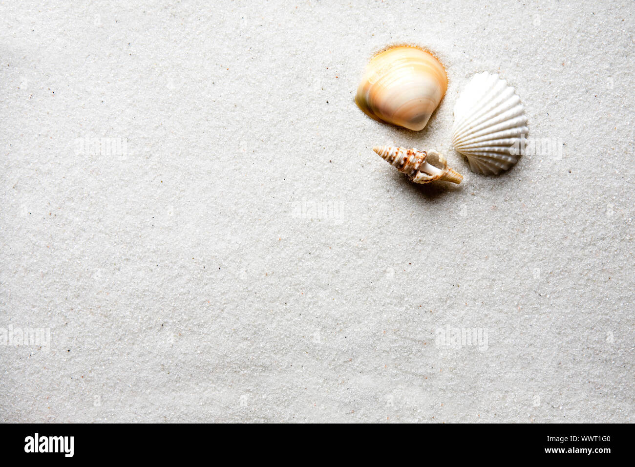 Sand Shell Background Stock Photo - Alamy Sand Shell Background Stock Photo - Alamy