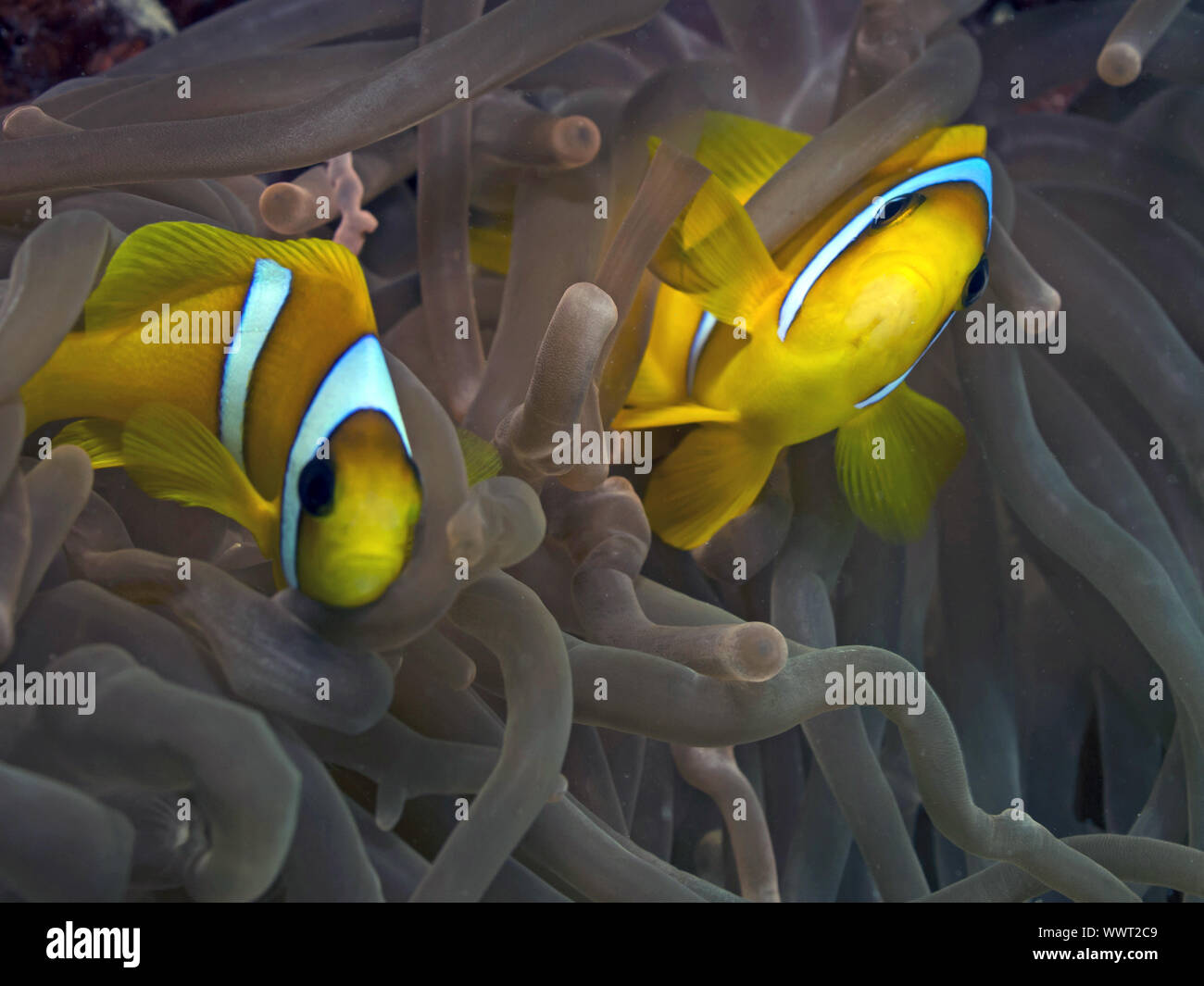 Pair of clownfish hi-res stock photography and images - Alamy