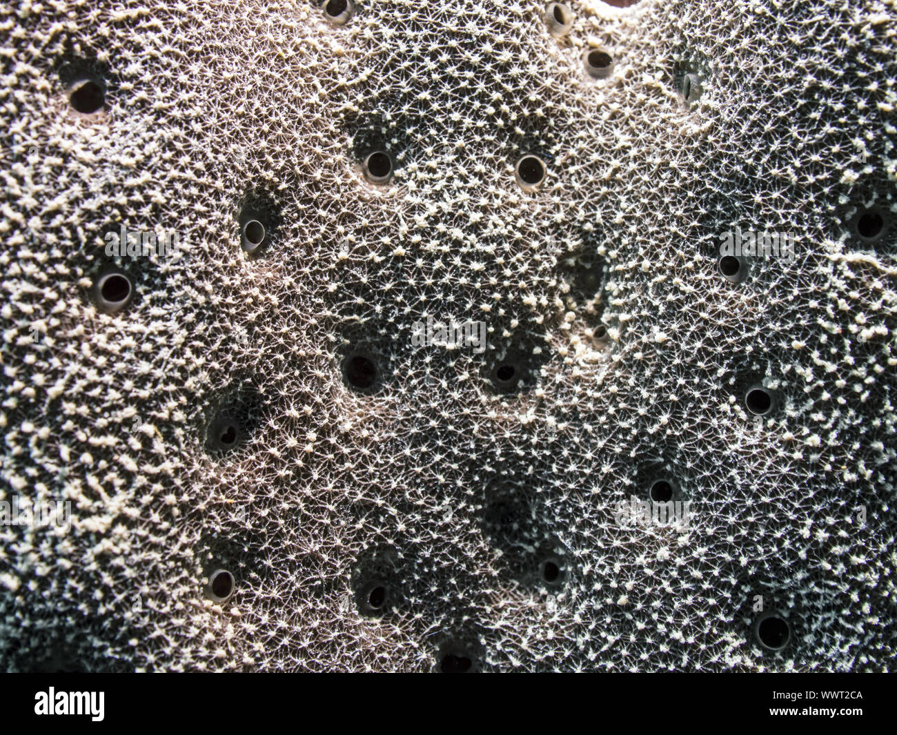 Tube sponge hi-res stock photography and images - Alamy
