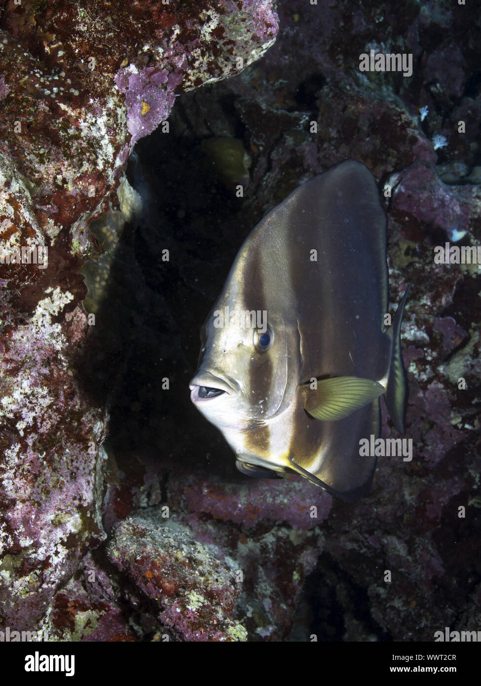 Orbicular batfish fish hi-res stock photography and images - Alamy