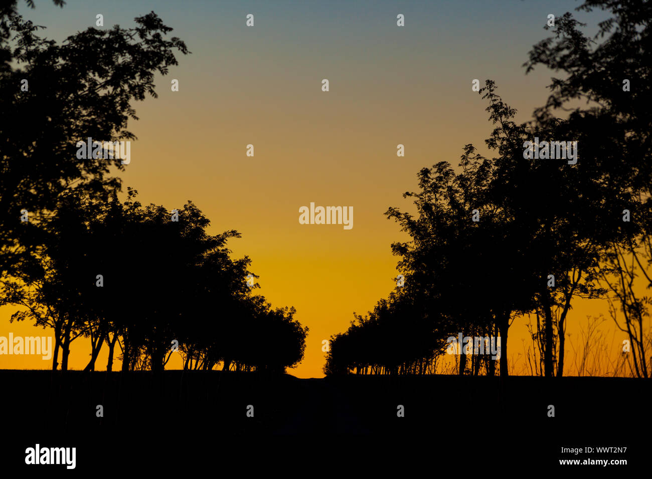Field path with night sky Stock Photo - Alamy