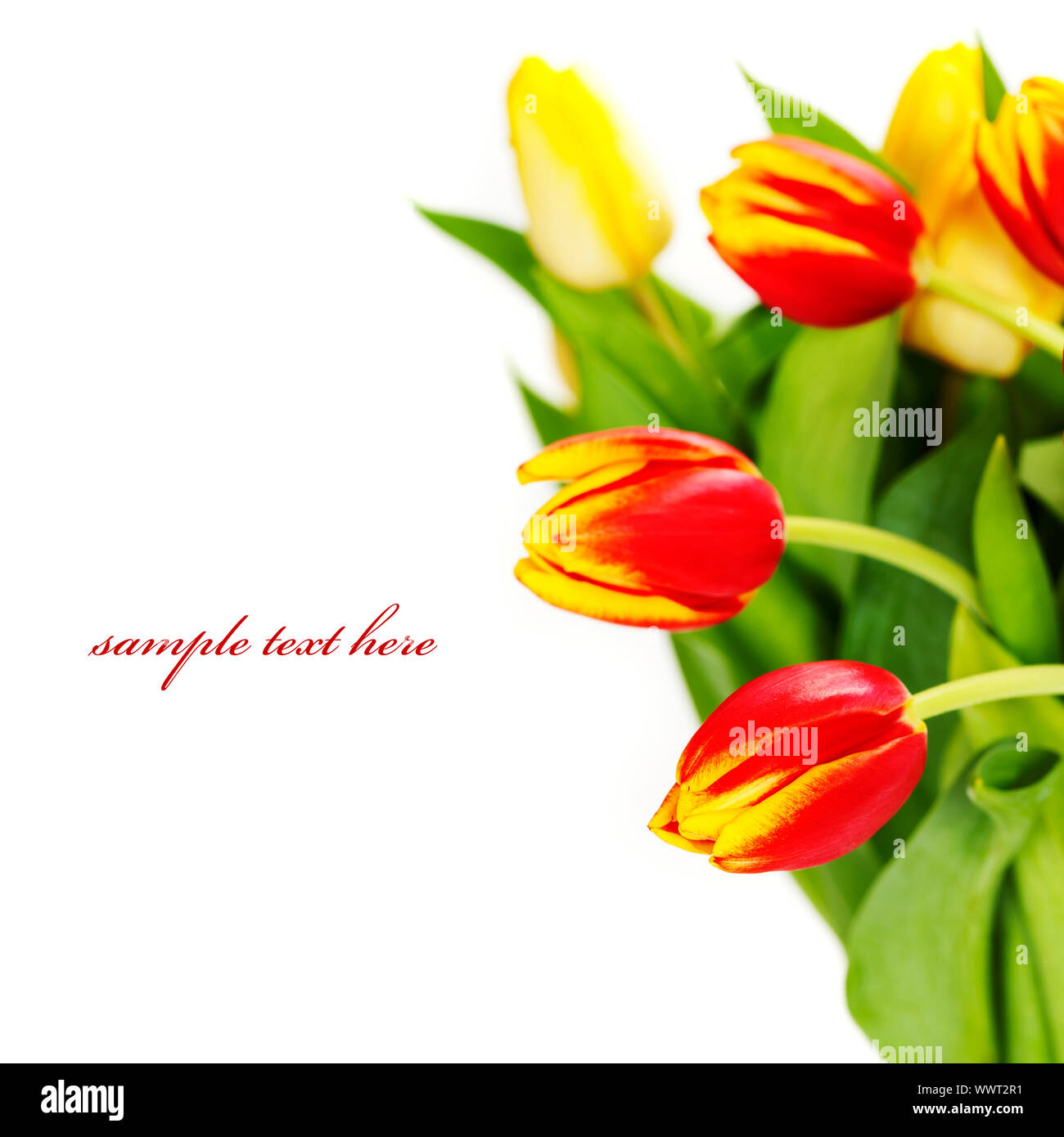 bouquet of the fresh tulips on white background (with sample text Stock ...
