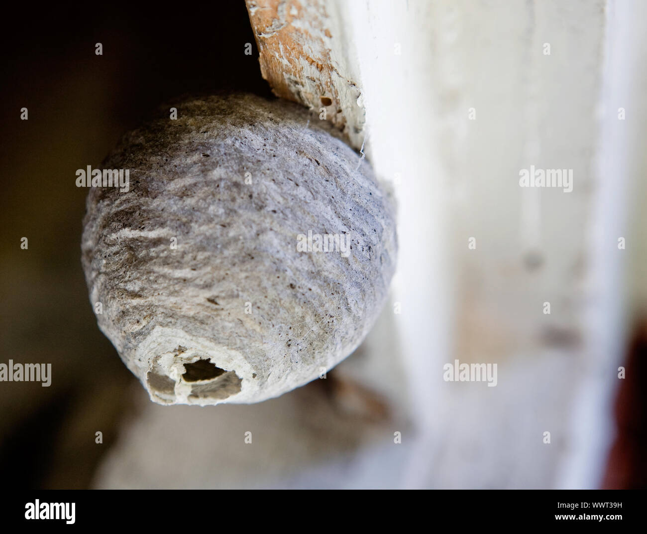 Small entrance to the bee hive hi-res stock photography and images - Alamy