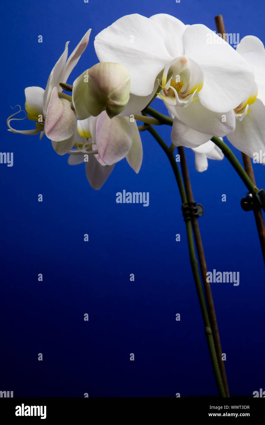 Beautiful single white orchid hi-res stock photography and images - Alamy