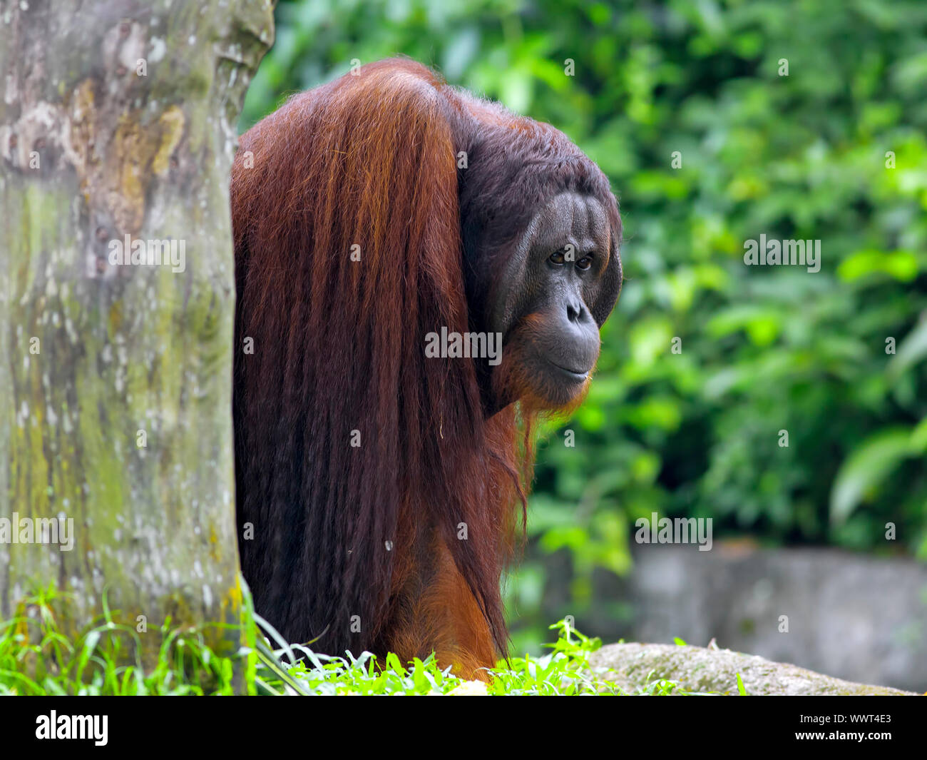Orangutan in the jungle in Borneo, Malaysia Stock Photo - Alamy