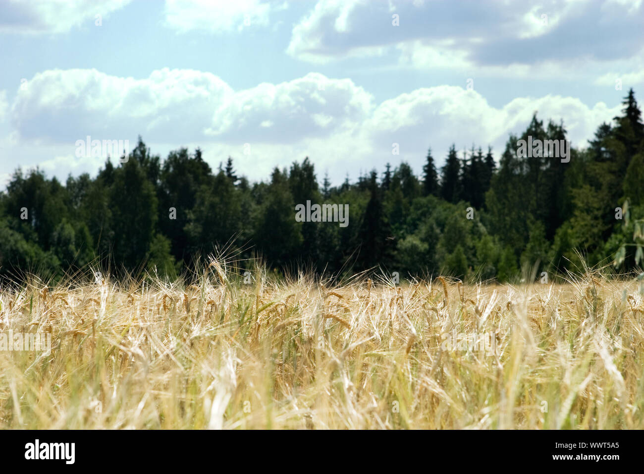 Wheat Field Background Stock Photo - Alamy