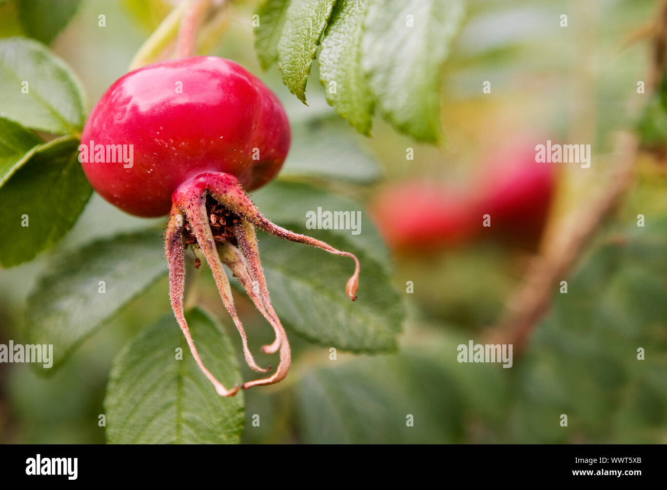 Red rosehip bud close hi-res stock photography and images - Alamy