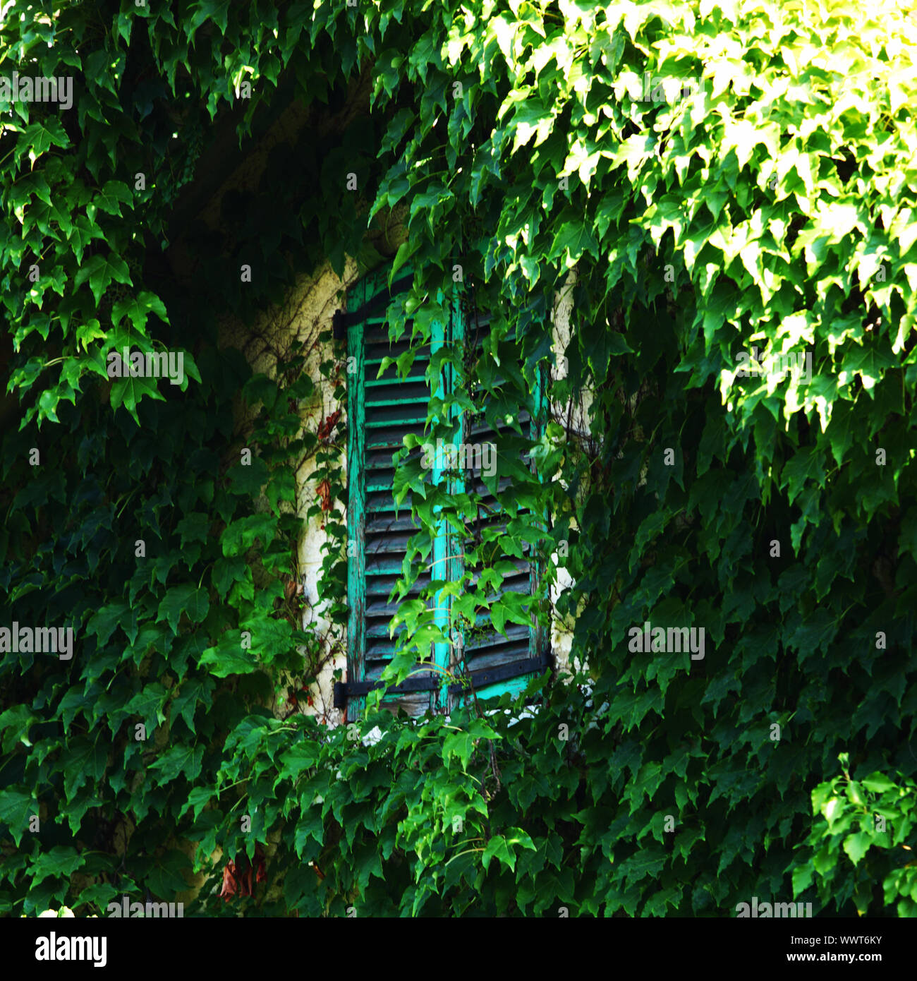 window in green foliage Stock Photo - Alamy