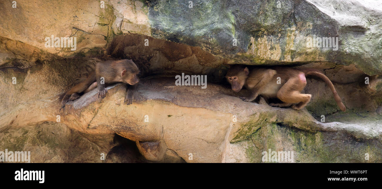 Two juvenile Hamadryas baboons playing and hiding Stock Photo - Alamy