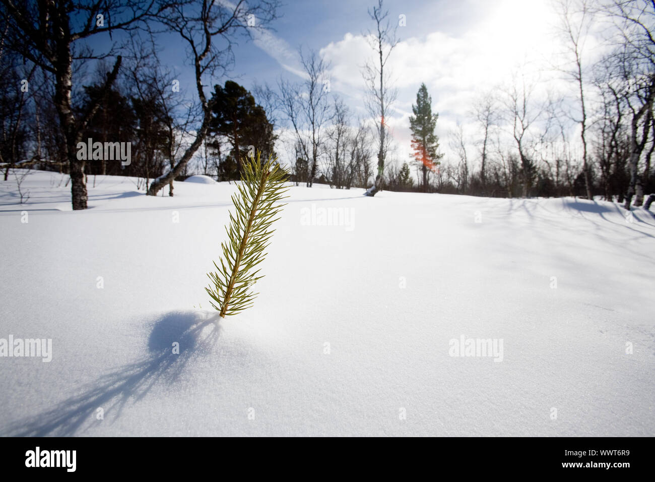 Harsh environment survival hi-res stock photography and images - Alamy