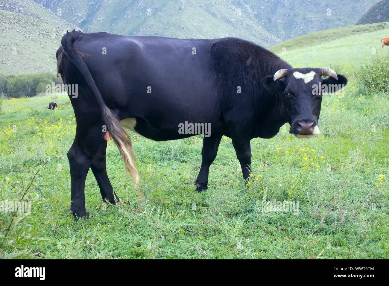 Cattle-breeding. Young cow on mountain meadows Stock Photo - Alamy