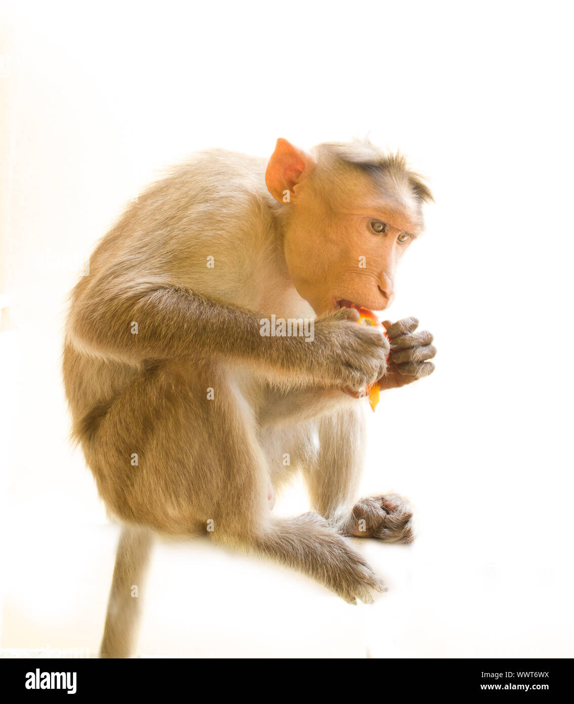 Use vegetables. Monkey with ripe tomato 3 Stock Photo - Alamy