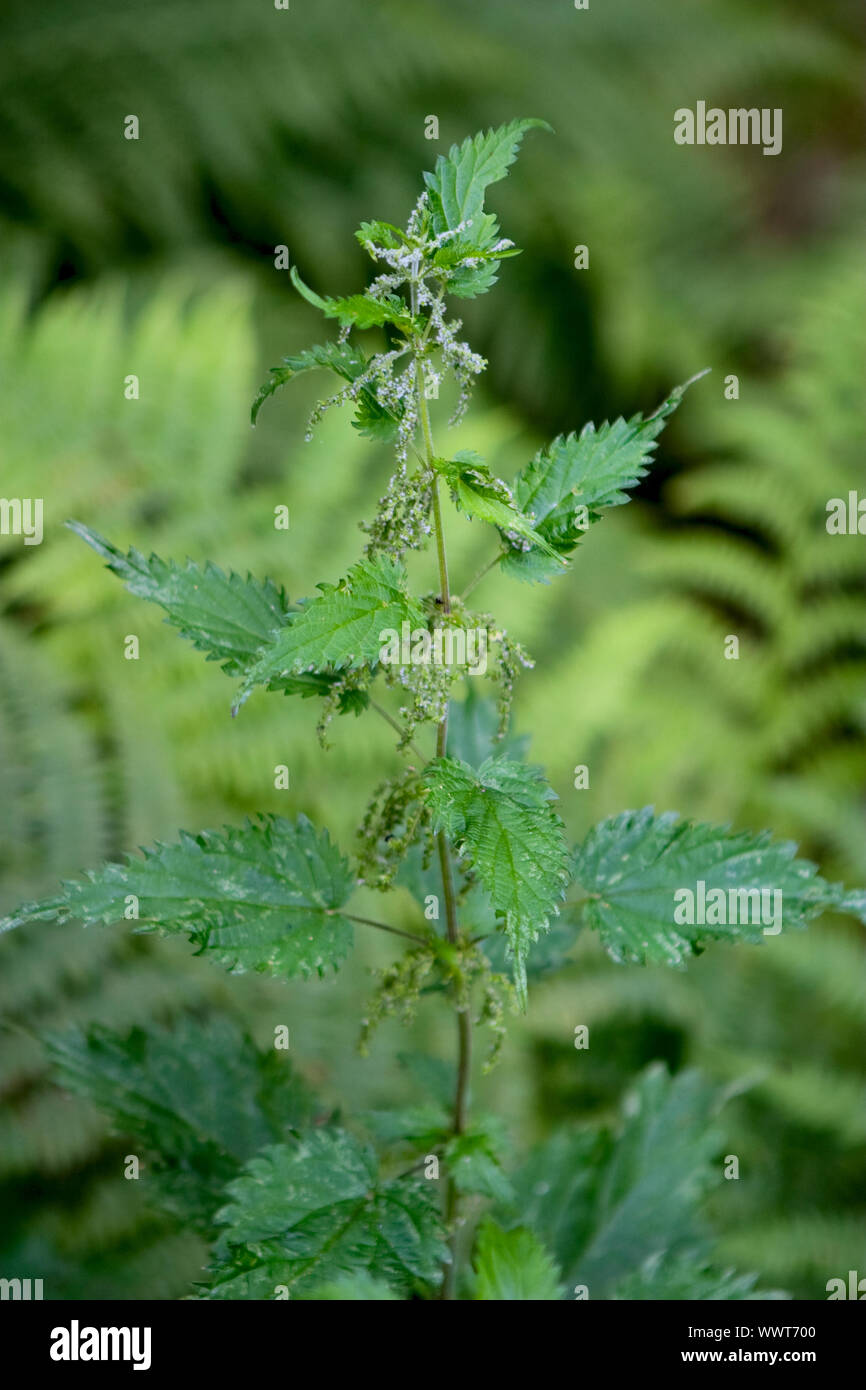 Stinging Nettle Detail Stock Photo - Alamy