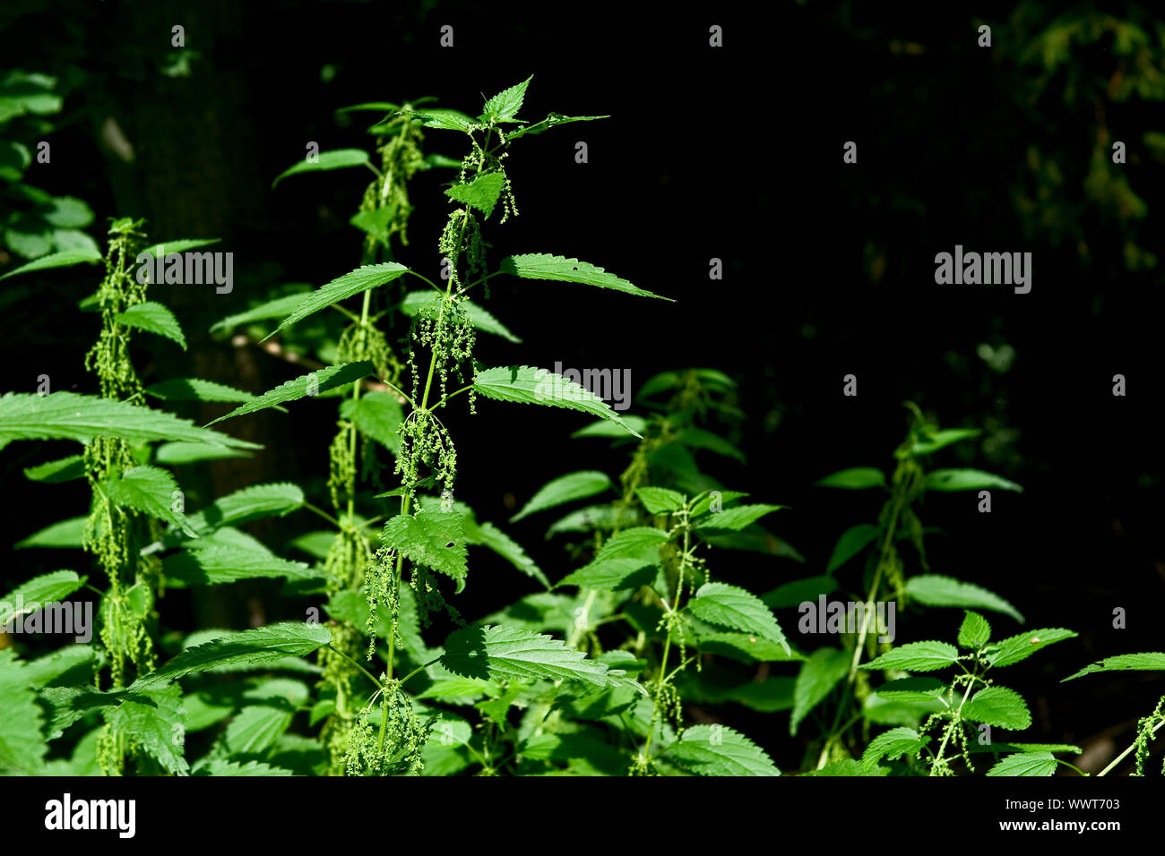 Detail of a wild stinging nettle plant Stock Photo - Alamy